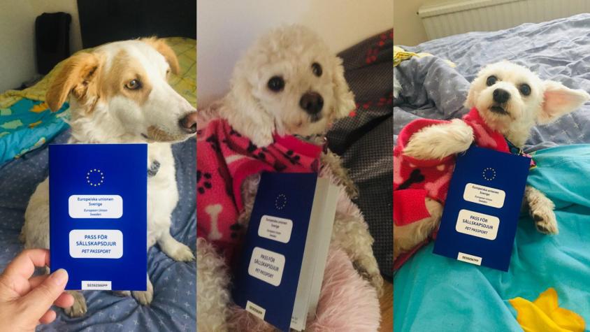 Familia sueca adoptó tres perritos rescatados por fundación